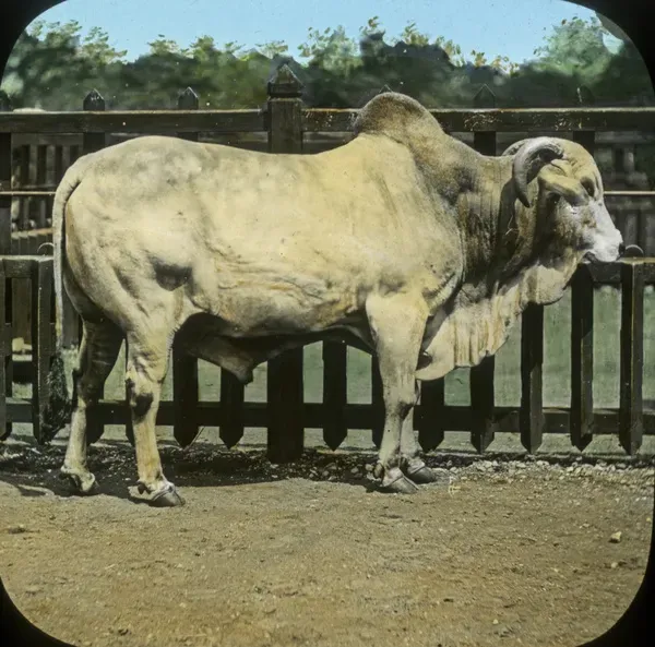 French Zoo Animals French Animals PowerPoint (teacher Made) Twinkl