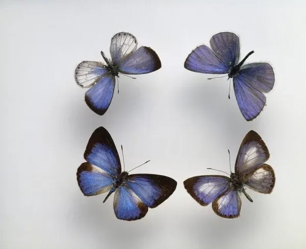 Blue Butterfly Species
