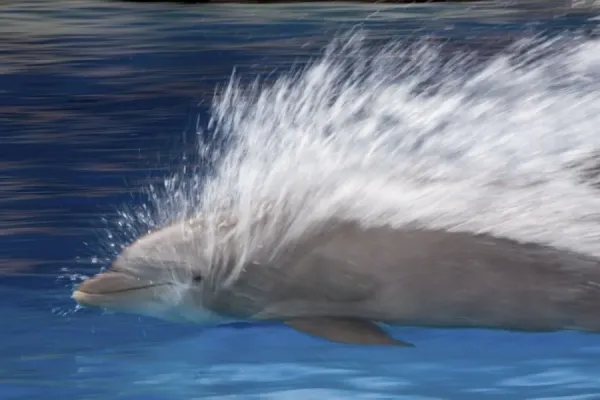Bottlenose Dolphin Speed _ Common vs. Bottlenose Dolphins: How to Tell ...