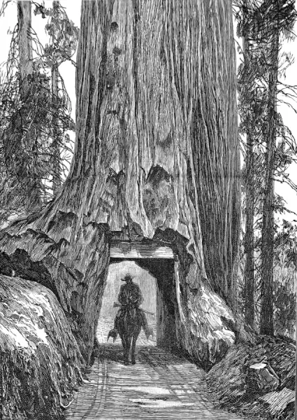 Redwood Tree Drawing METHUSELAH REDWOOD TREE Santa Cruz Mountains,