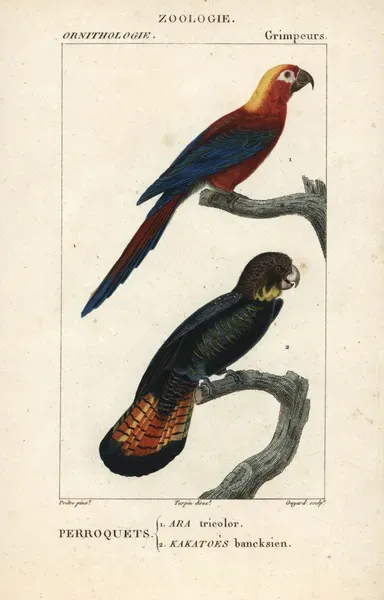 Cuban red macaw, Ara tricolor (extinct) Our beautiful Wall Art and ...