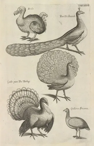 Dodo, peacocks and turkeys available as Framed Prints, Photos, Wall Art ...