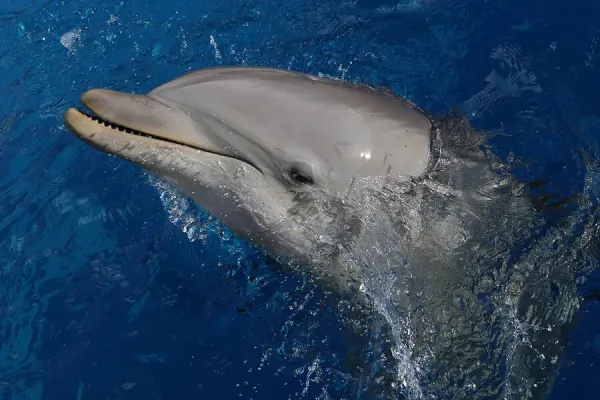 Dolphin Our beautiful Wall Art and Photo Gifts include Framed Prints ...