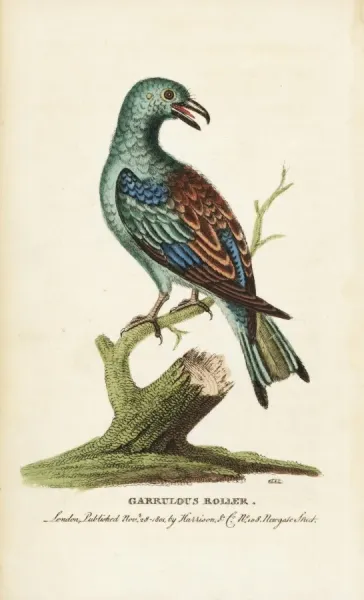 European or garrulous roller, Coracia garrulus Our beautiful Wall Art ...