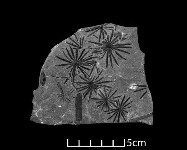 Calamites Calamites Stem Pith Cast In Original Growth Position.