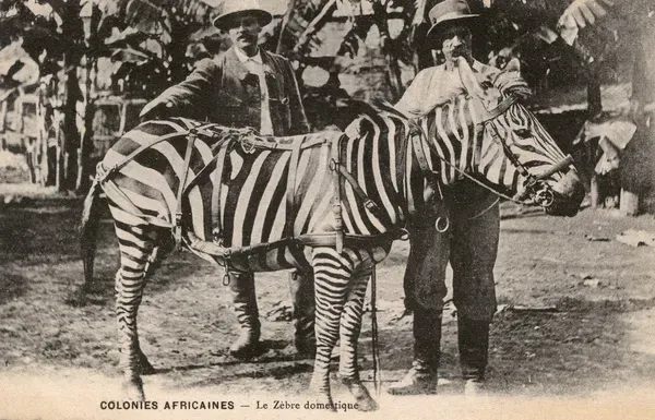 Gabon, Africa Domesticated Zebra and two colonials
