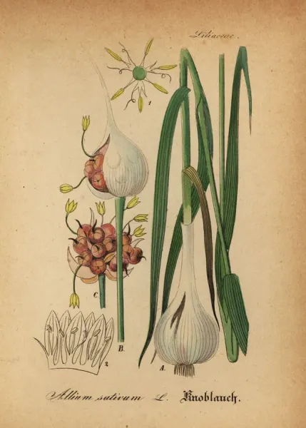 Garlic Botanical Drawing Rose Garlic (Allium Roseum) Chromo Lithograph