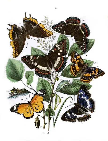 Illustration, Nymphalidae -- Danaidae -- Limenitis Populi