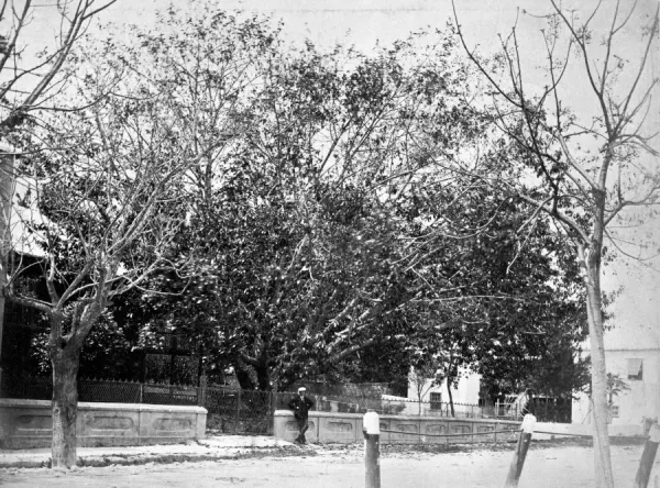 Indian Rubber Tree, Hamilton, Bermuda 1873 Our beautiful Wall Art and ...