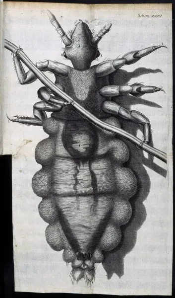 Insect body Our beautiful Wall Art and Photo Gifts include Framed ...