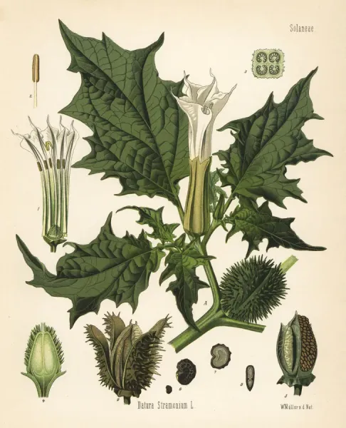 Jimson Weed Effects