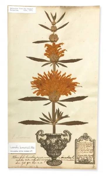 Leonotis leonurus, Lions tail Our beautiful Wall Art and Photo Gifts ...