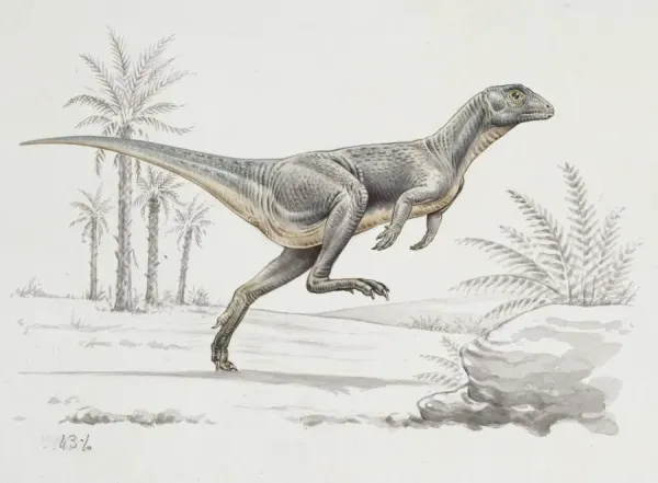 Train De Dinosaures Lesothosaurus A New Cretaceous Thyreophoran From