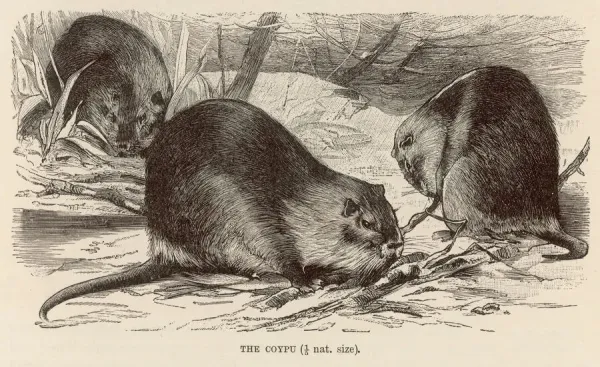 Nutria (Mammals, Animals) Gallery available as Framed Prints, Photos ...