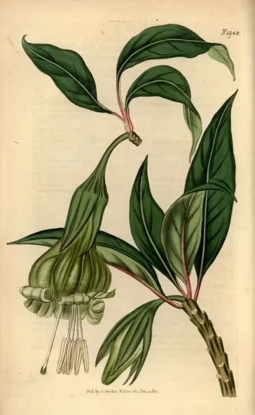 Markea viridiflora (s olandra viridiflora) Our beautiful Wall Art and ...