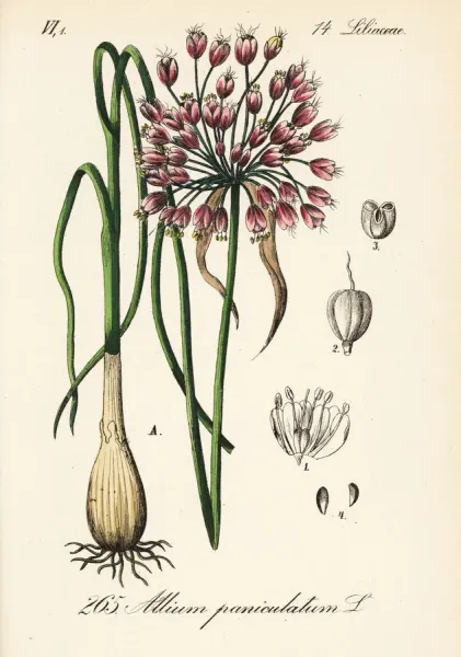 Onion Botanical Drawing Red Onion Botanical Art Watercolour