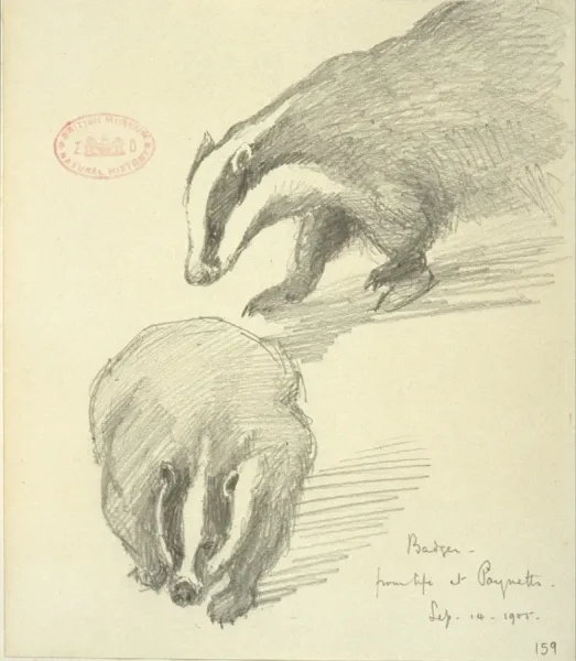 Meles meles, Eurasian badger Our beautiful Wall Art and Photo Gifts ...