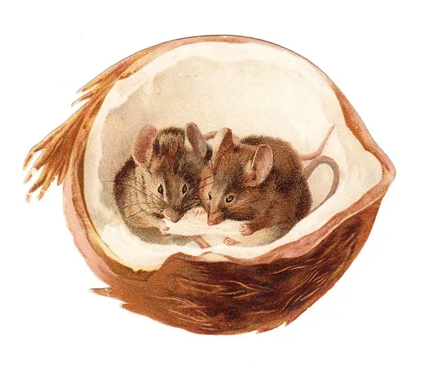 Two mice inside a coconut on a cutout greetings card