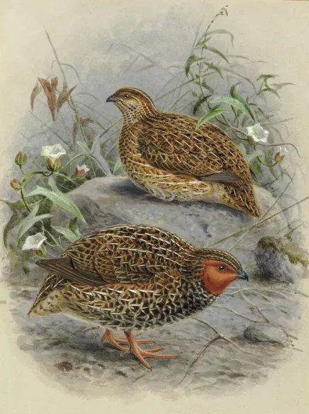 Quail Drawings