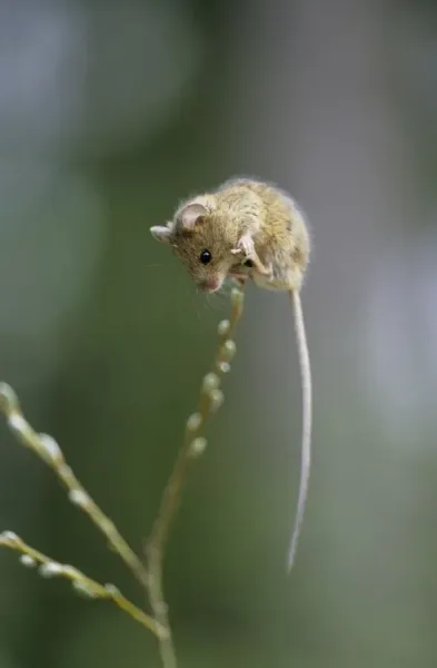 Northern Birch Mouse explores willow branch Our beautiful Wall Art and ...