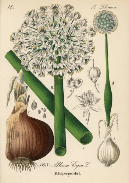 Onion Botanical Drawing Red Onion Botanical Art Watercolour