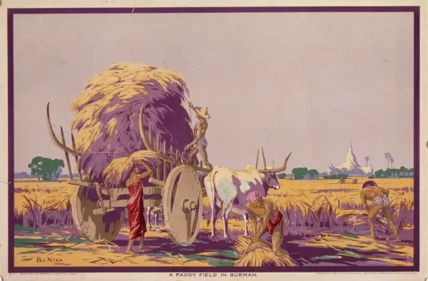 Poster depicting a paddy field in Burma For sale as Framed Prints ...