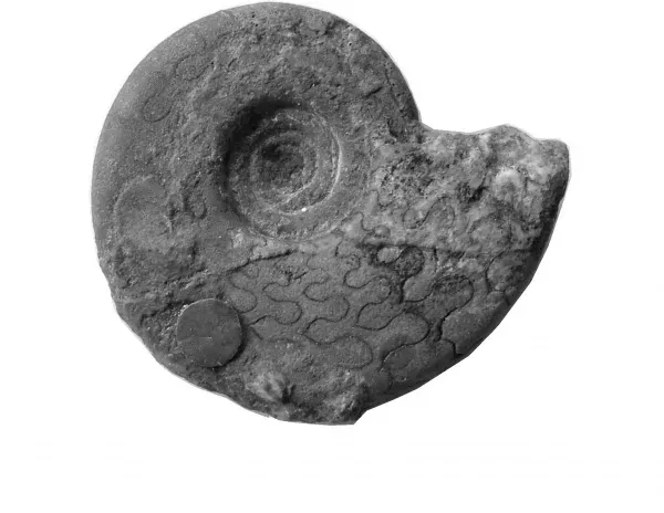 Pronorites cyclolobus, ammonoid Our beautiful Wall Art and Photo Gifts ...