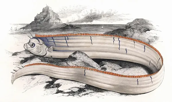 Regalecus Banskii, or Bankss Oarfish Our beautiful Wall Art and Photo ...