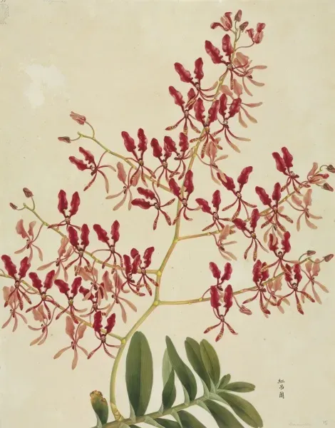 Renanthera coccinea, orchid Our beautiful Wall Art and Photo Gifts ...
