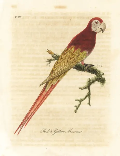 Scarlet macaw, Ara macao (Red and yellow macaw) Our beautiful Wall Art ...