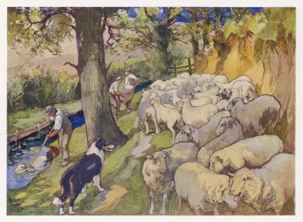 SHEEP DIPPING 1916 Our beautiful Wall Art and Photo Gifts include ...