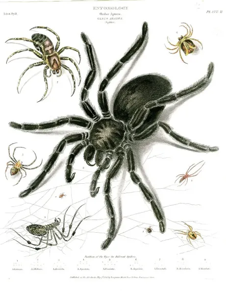 Spiders Our beautiful Wall Art and Photo Gifts include Framed Prints ...