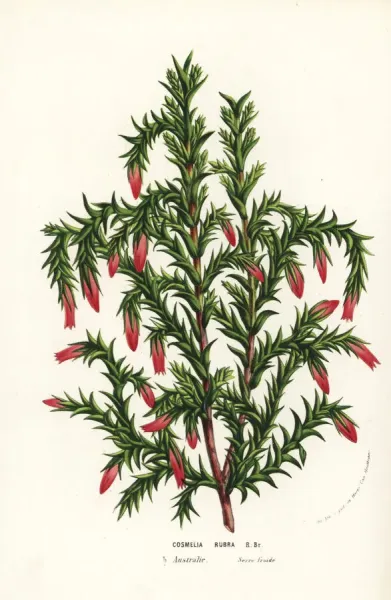 Spindle heath, Cosmelia rubra. Handcoloured lithograph