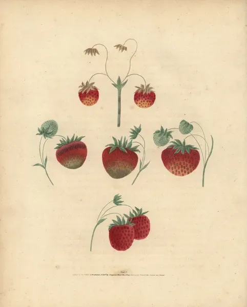 Strawberry varieties.. Handcolored stipple engraving of an