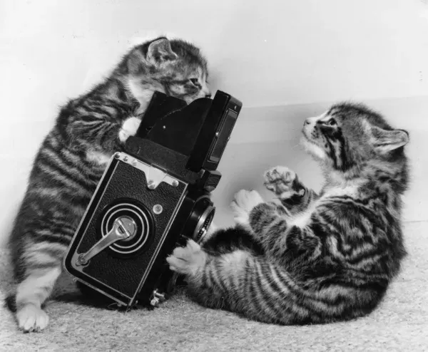 Two tabby kittens playing with a camera Our beautiful Wall Art and ...