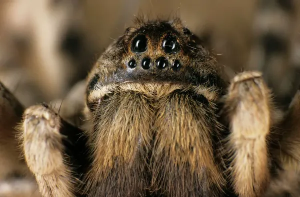 Tarantula Head Big Hairy Tarantula Theraphosidae Face Mask By Sergei