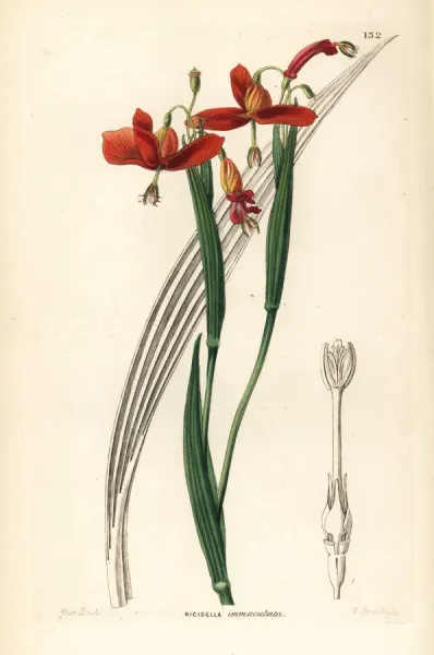 Tiger flower, Tigridia immaculata (Spotless stiff-stalk)
