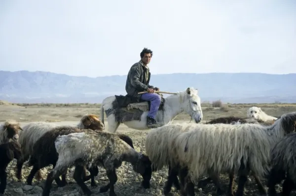 Turkmen Shepherd on a donkey with sheep Our beautiful Wall Art and ...