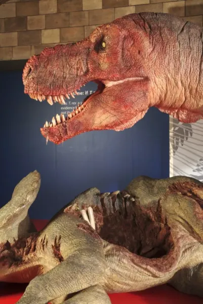 Tyrannosaurus rex with Triceratops Our beautiful Wall Art and Photo ...