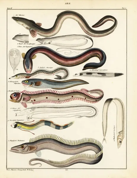 Varieties of eel Our beautiful Wall Art and Photo Gifts include Framed ...