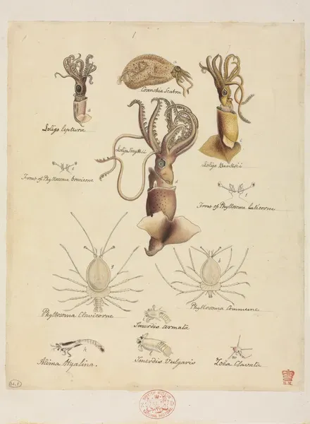 Various Mollusca and Crustacea species Our beautiful Wall Art and Photo ...