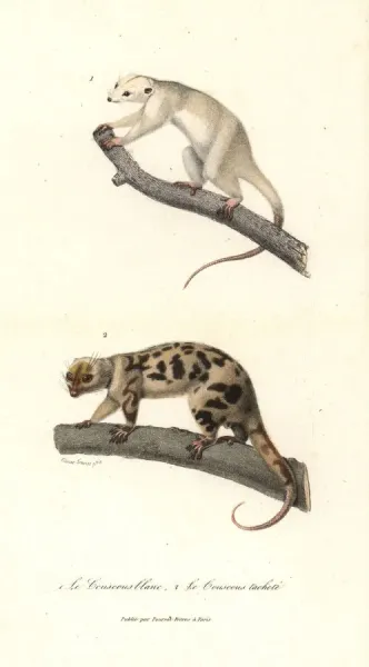 White cuscus and spotted cuscus, Spilocuscus maculatus