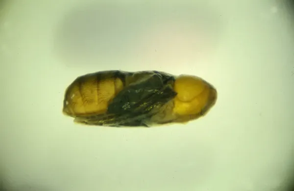 Wohlfahrtia sp. new world screwworm pupa Our beautiful Wall Art and ...