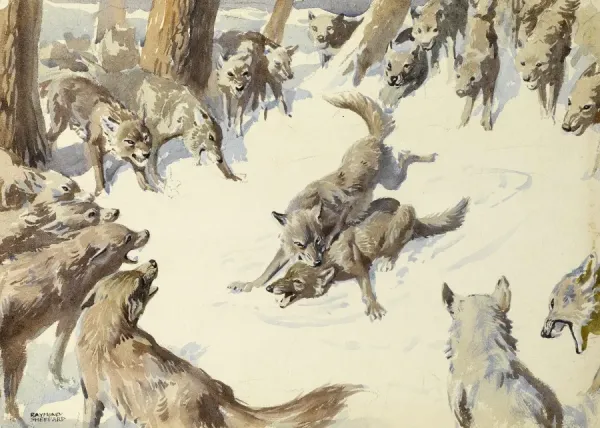 Wolves fighting Our beautiful Wall Art and Photo Gifts include Framed ...