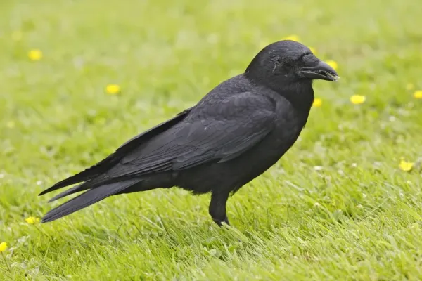 American Crow in park. Vancouver Canada Our beautiful Wall Art and ...
