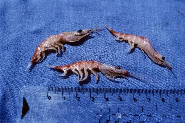 Antarctic Krill Euphausia Superba Key Species In Print 10128235