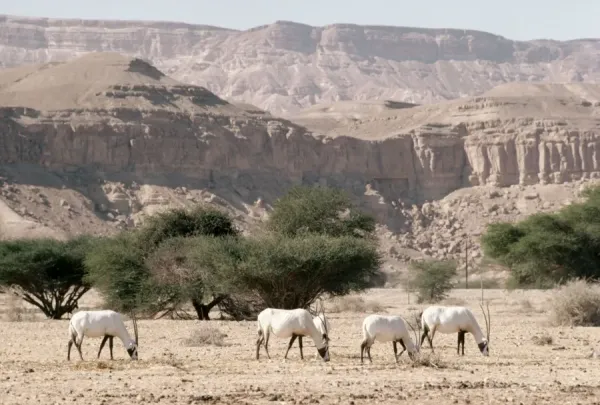 Arabian Oryx Israel Our beautiful Wall Art and Photo Gifts include ...