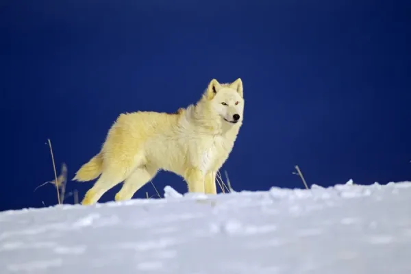 Arctic Wolf Art Wallpaper Arctic Wolf Art Wallpapers Page 5
