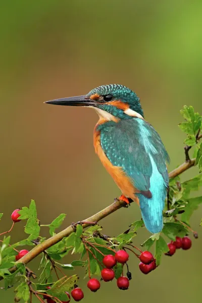 Kingfishers (Coraciiformes, Birds, Animals) Collection