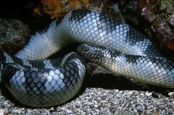 Black-banded sea krait Indonesia Our beautiful Wall Art and Photo Gifts ...